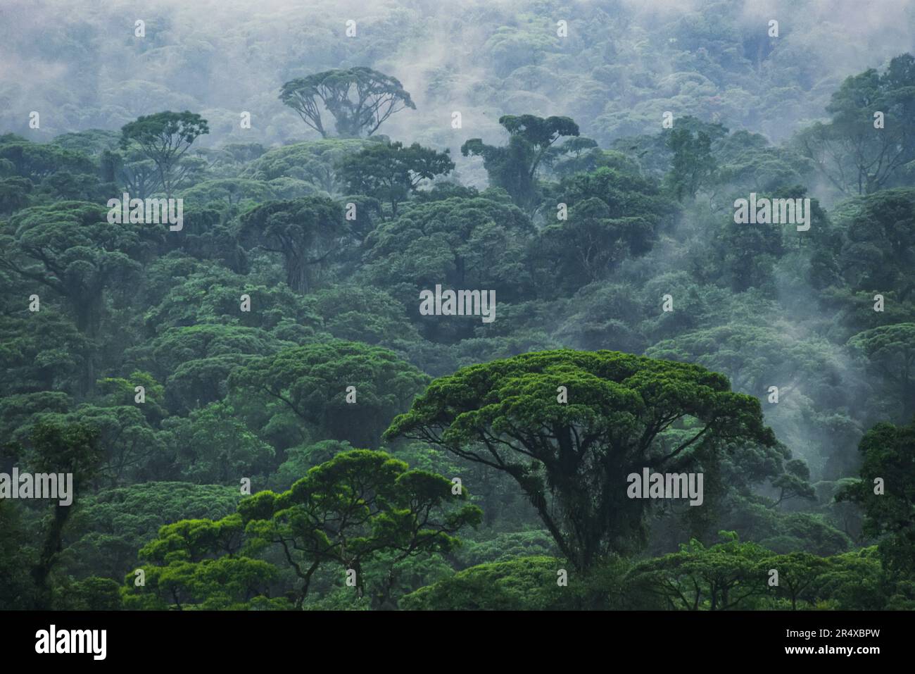 Mist rises from forest in hi-res stock photography and images - Alamy