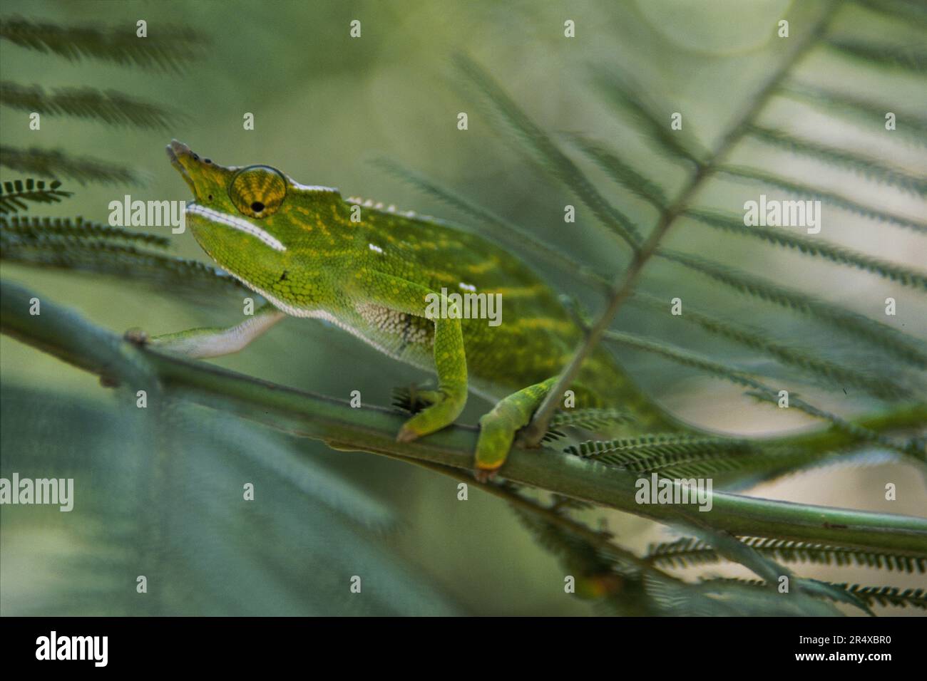 Chameleon with yellow eyes balances on a thin branch; Madagascar ...