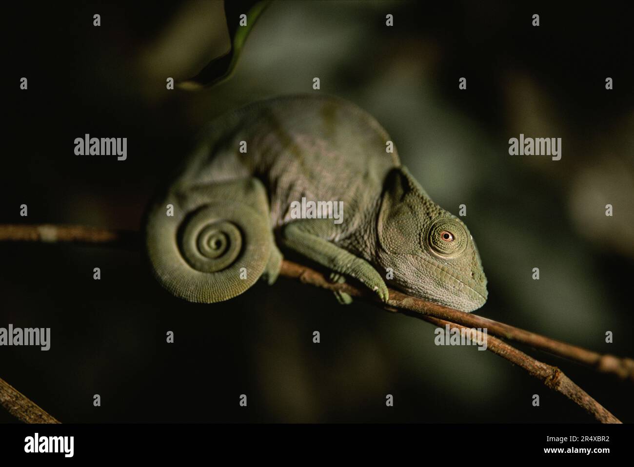 A chameleon with a coiled tail balances on a thin branch Stock Photo ...