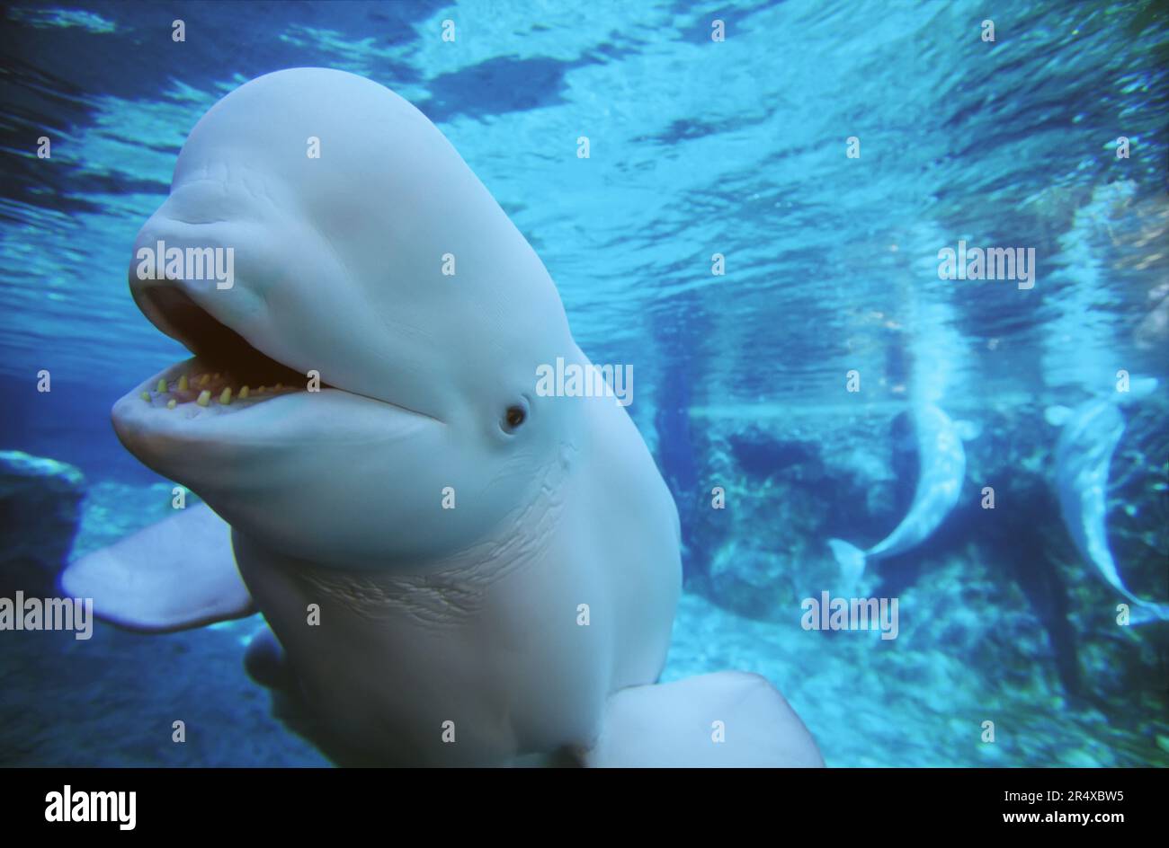 Beluga whale (Delphinapterus leucas) in blue water in an aquarium; Mystic, Connecticut, United ...