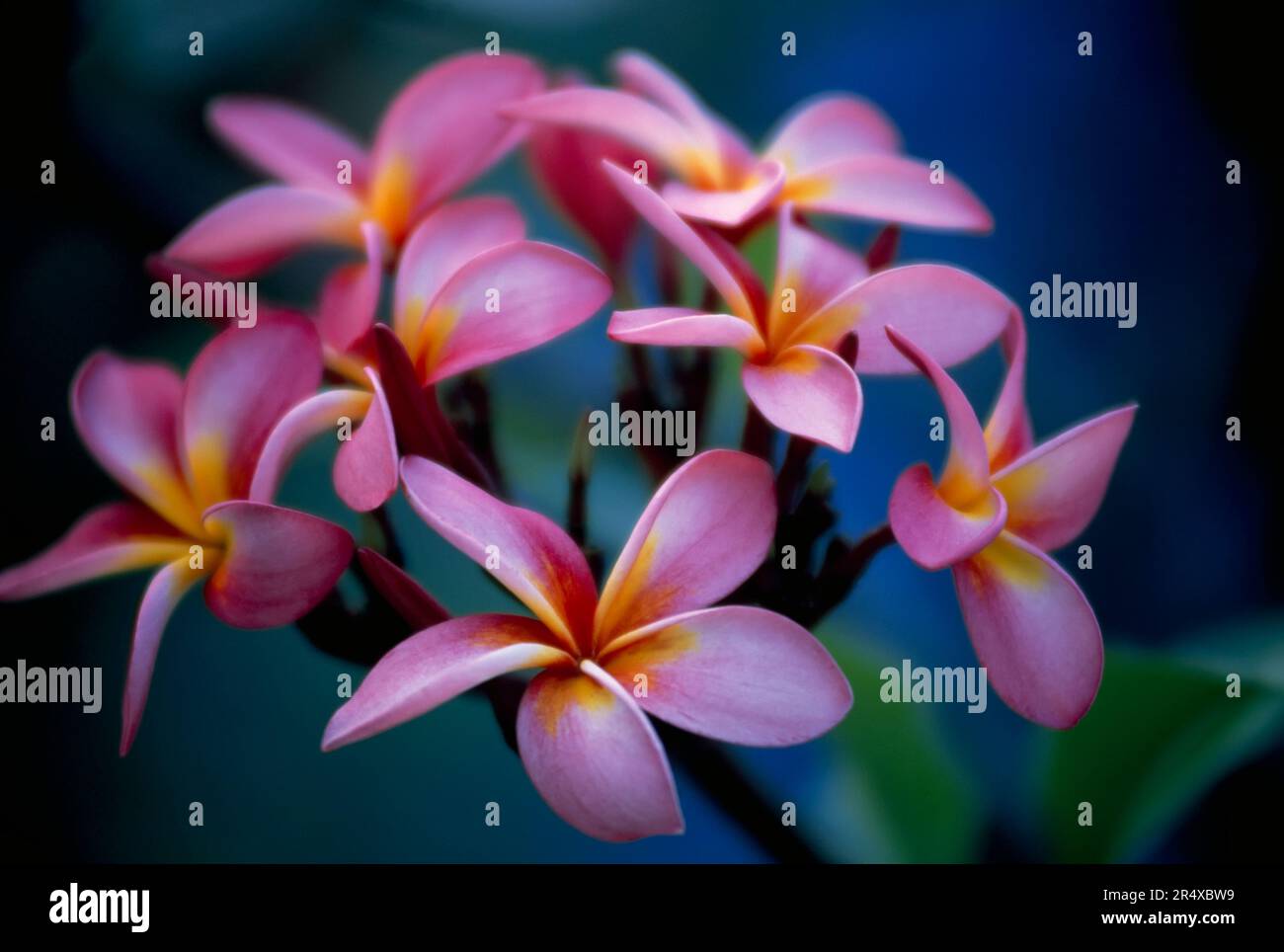 Delicate clusters of pink hi-res stock photography and images - Alamy