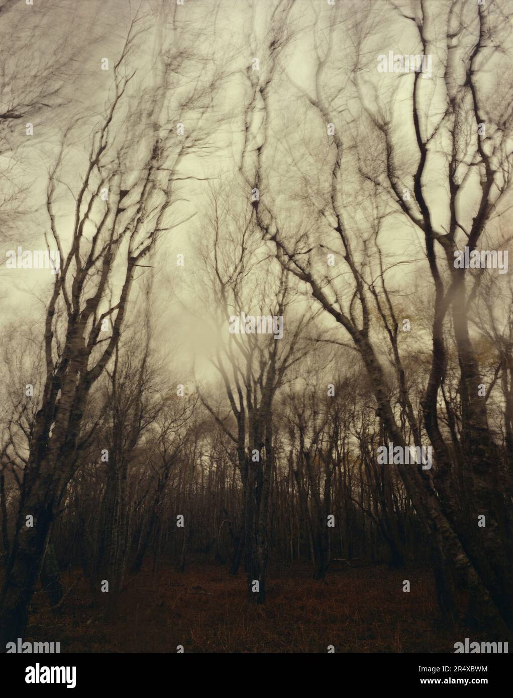 Spooky denuded forest with stormy skies above; Nantucket Island ...