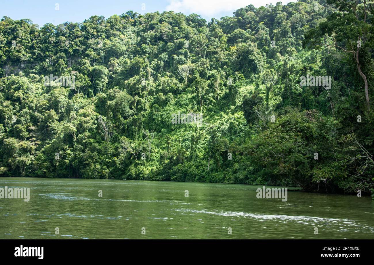 Jungle along the Lake Izabal, Rio Dulce, Guatemala Stock Photo - Alamy