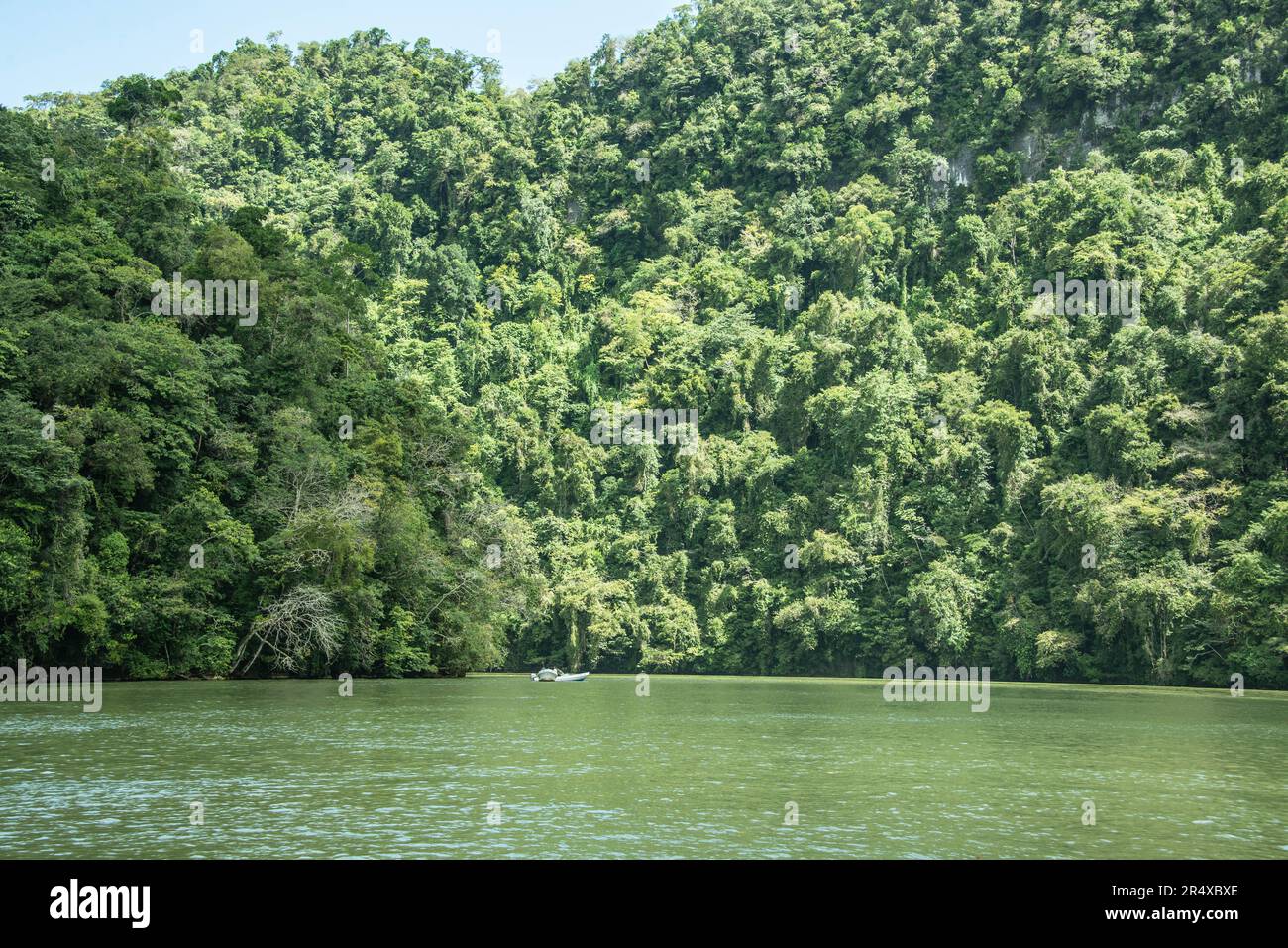 Jungle along the Lake Izabal, Rio Dulce, Guatemala Stock Photo - Alamy