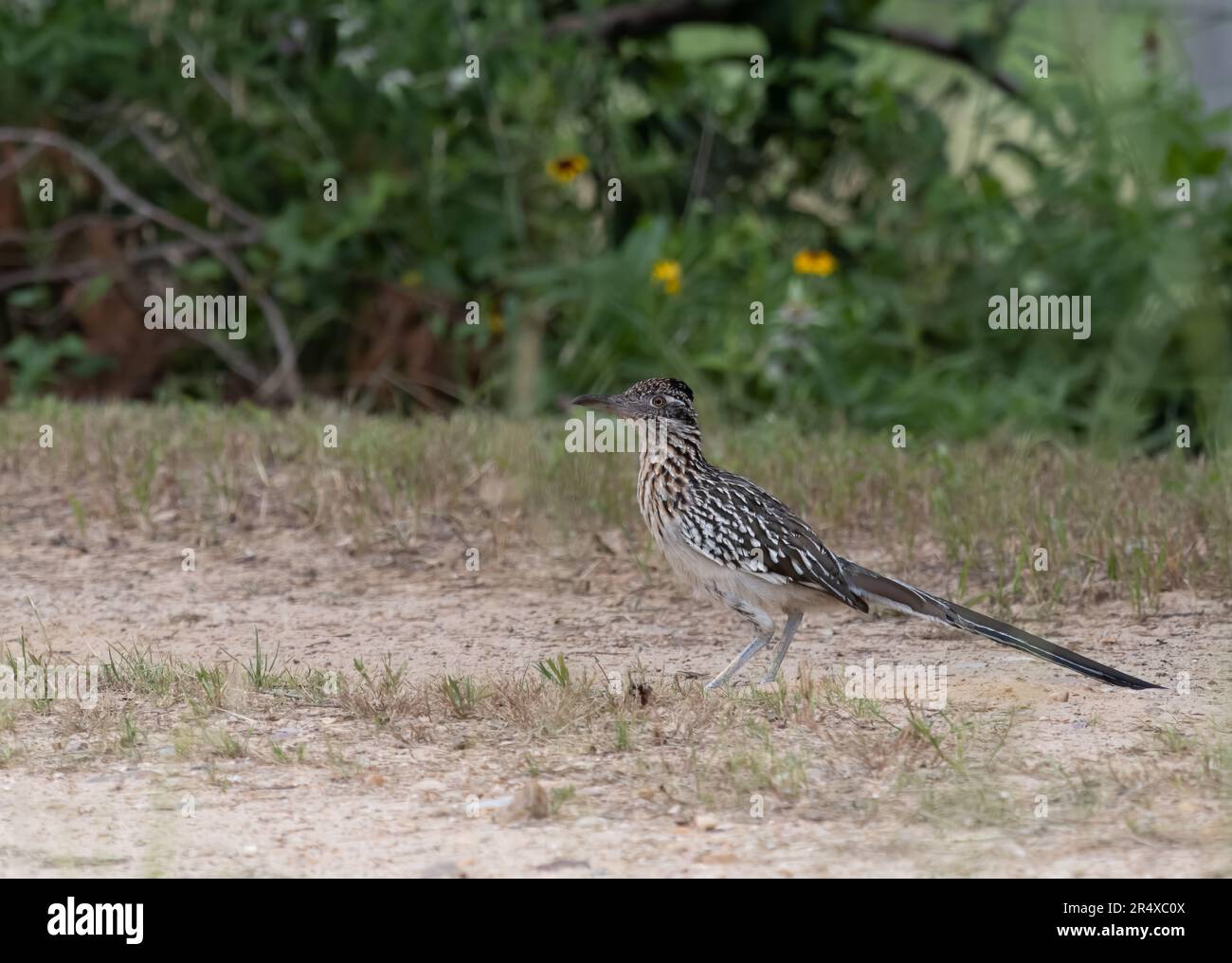 Greater roadrunner standing in profile on a dusty trail with vegetation ...