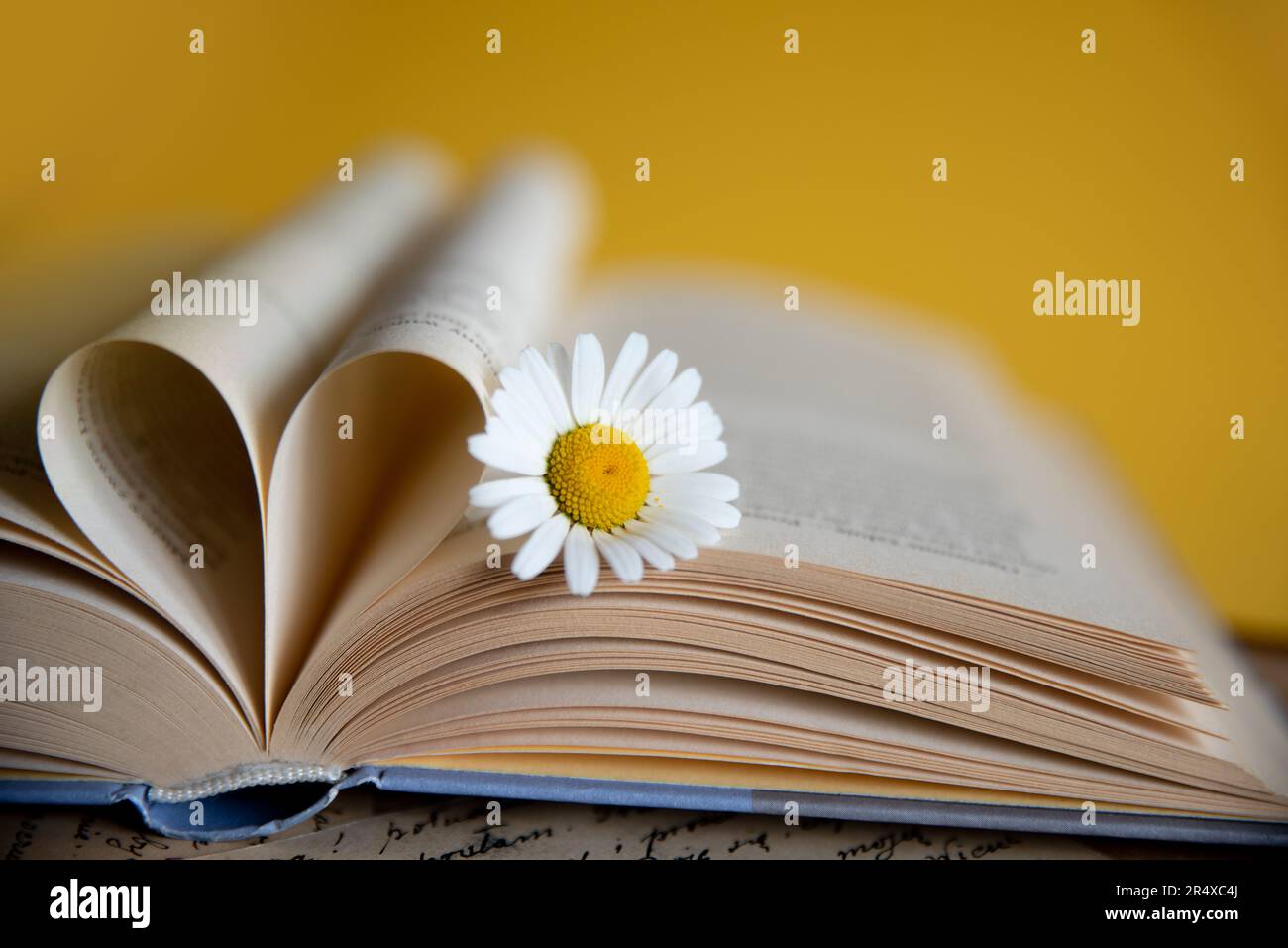 White daisy flower laying on opened book, heart shaped book pages on a ...
