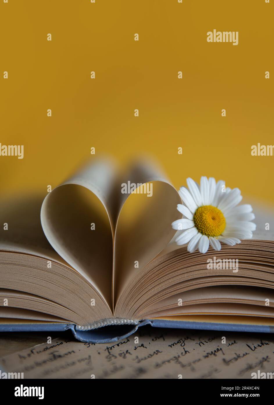 White daisy flower laying on opened book, heart shaped book pages on a ...