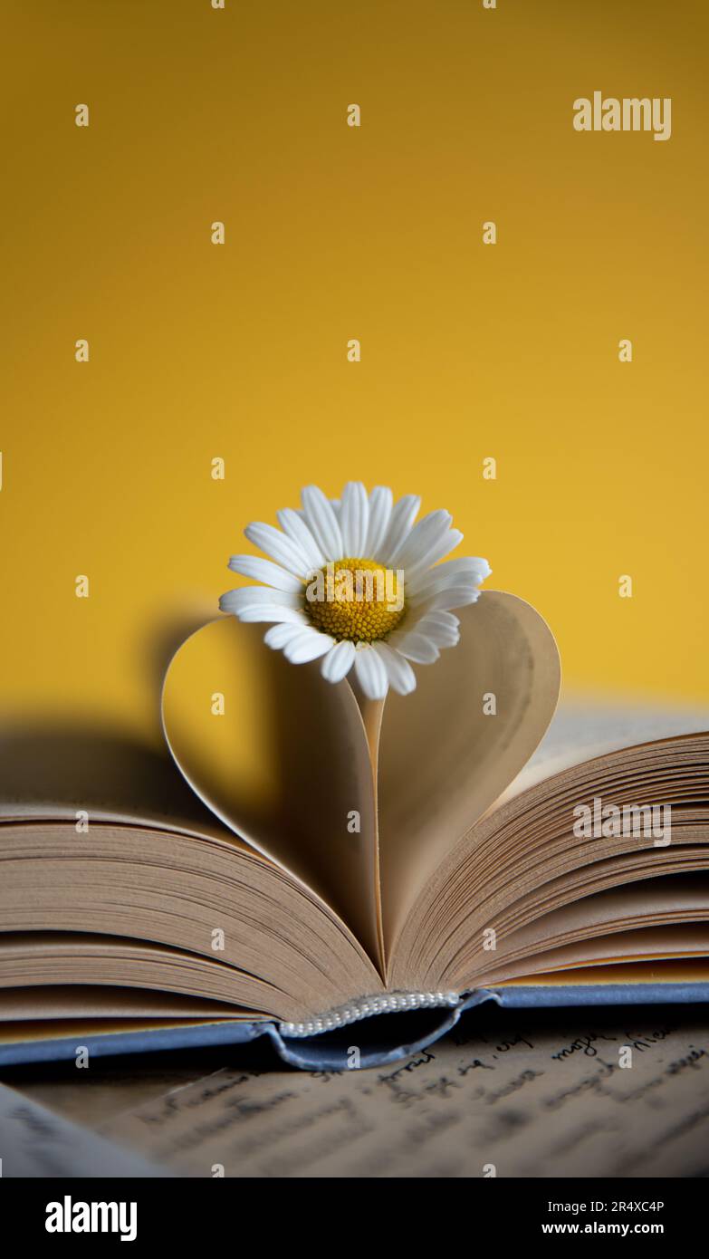 White daisy flower laying on opened book, heart shaped book pages on a ...