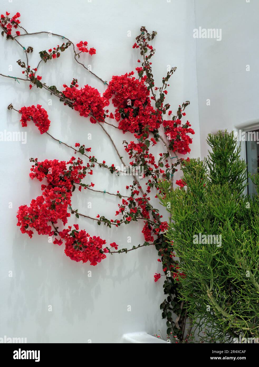 Beautiful Red climbing plant growing up a white wahsed wall in Mykonos ...