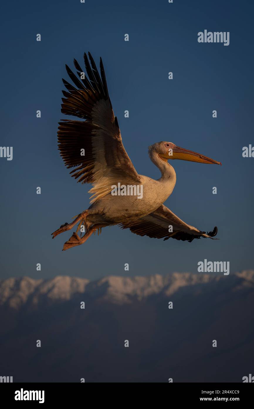 Great white pelican (Pelecanus onocrotalus) glides over snow-capped ...