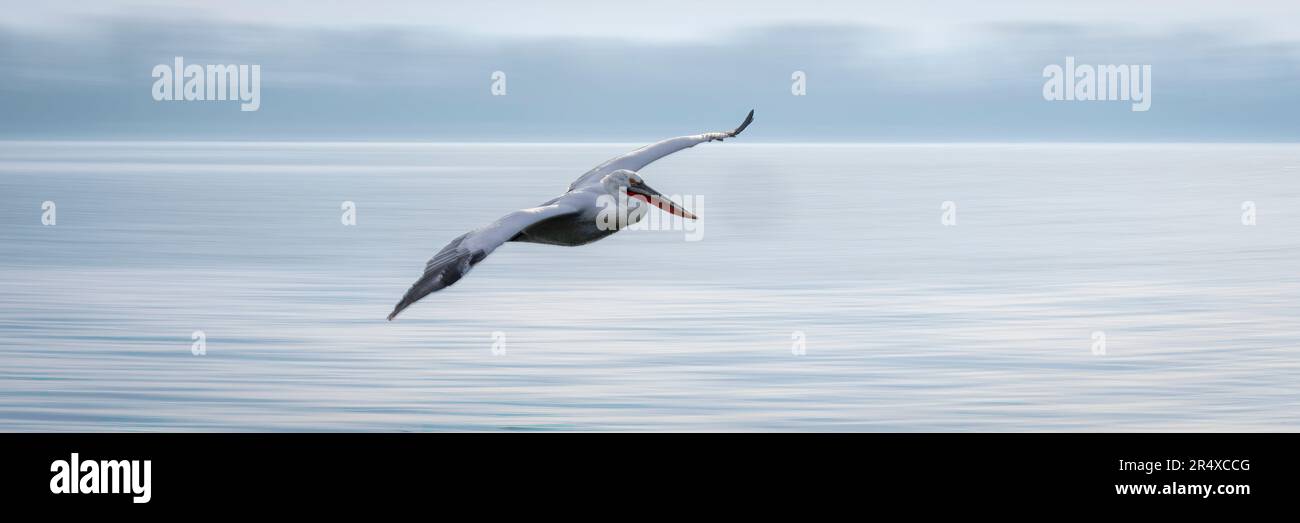 Panorama slow pan of a Dalmatian pelican (Pelecanus crispus) crossing ...