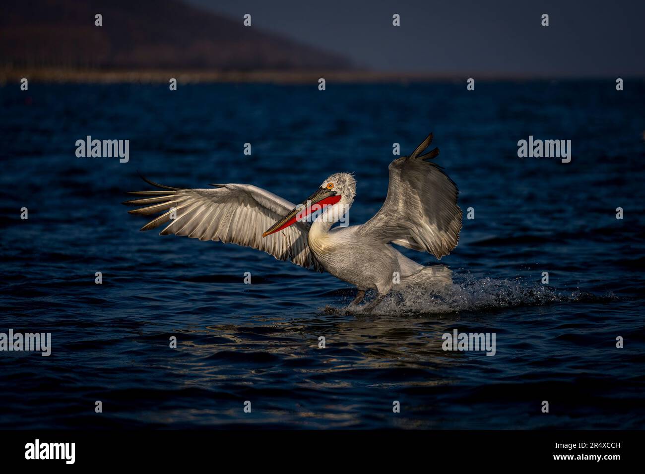 Dalmatian pelican (Pelecanus crispus) lands on blue lake spreading ...