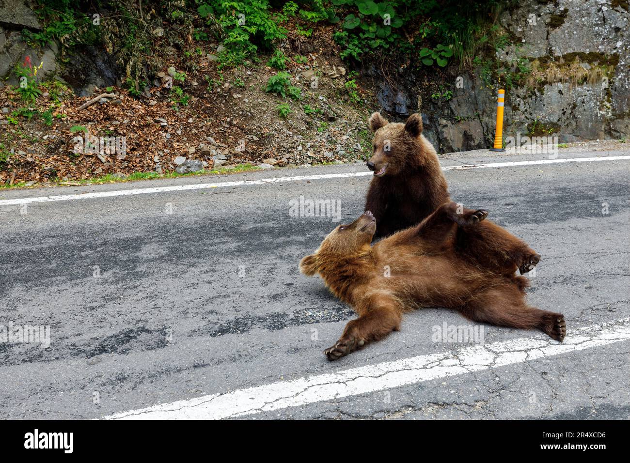 Carpathian wildlife hi-res stock photography and images - Alamy