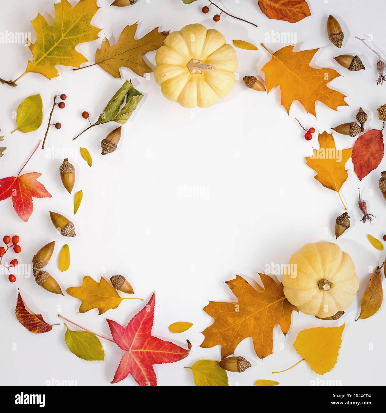 Creative fall composition, circle made of white pumpkins, fallen leaves ...