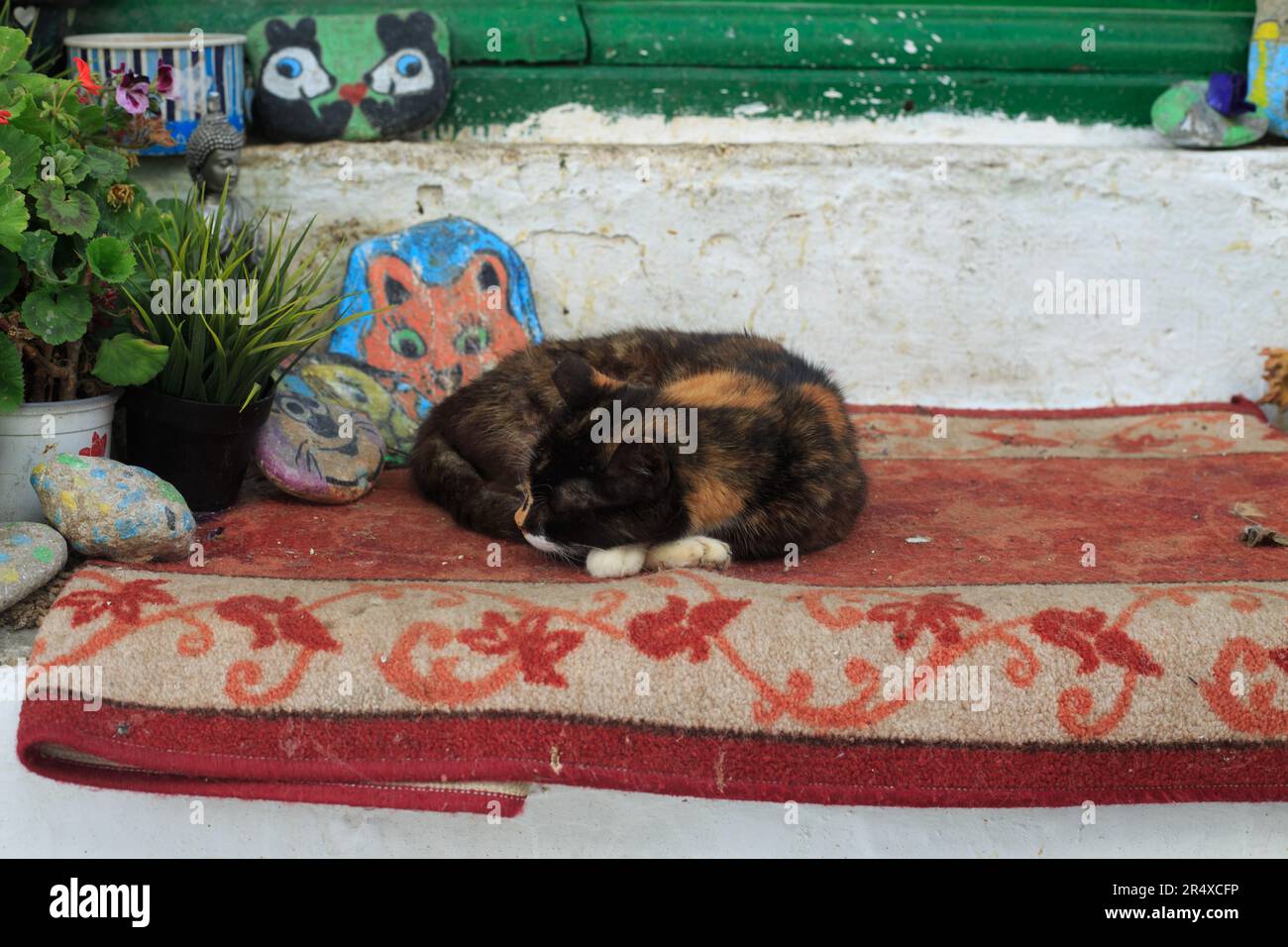Stray Tortoiseshell cat sleeping on an old carpet on a doorstep - There ...