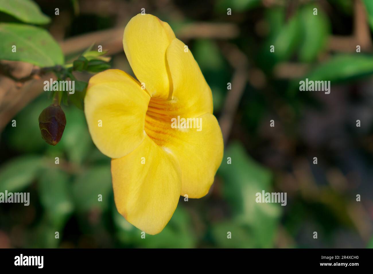 Five petals hi-res stock photography and images - Alamy