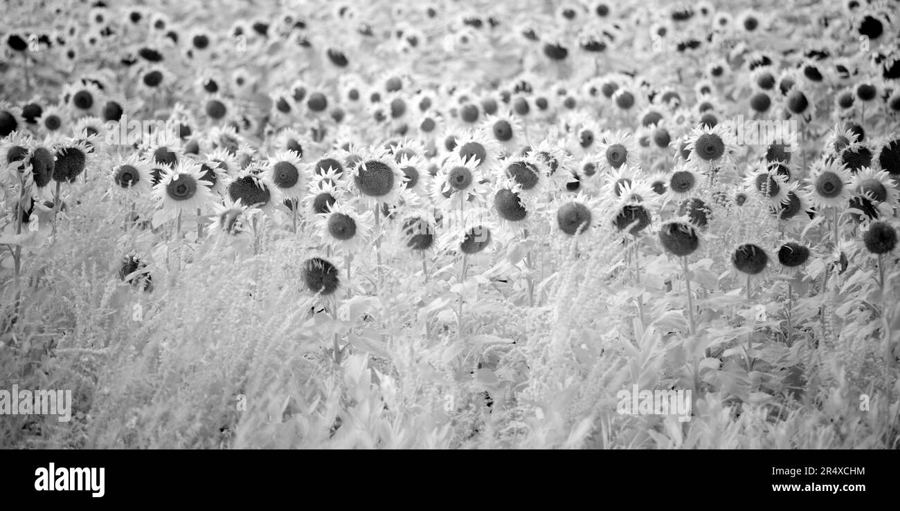 Field of blossoming sunflowers in infrared; Winnipeg, Manitoba, Canada ...