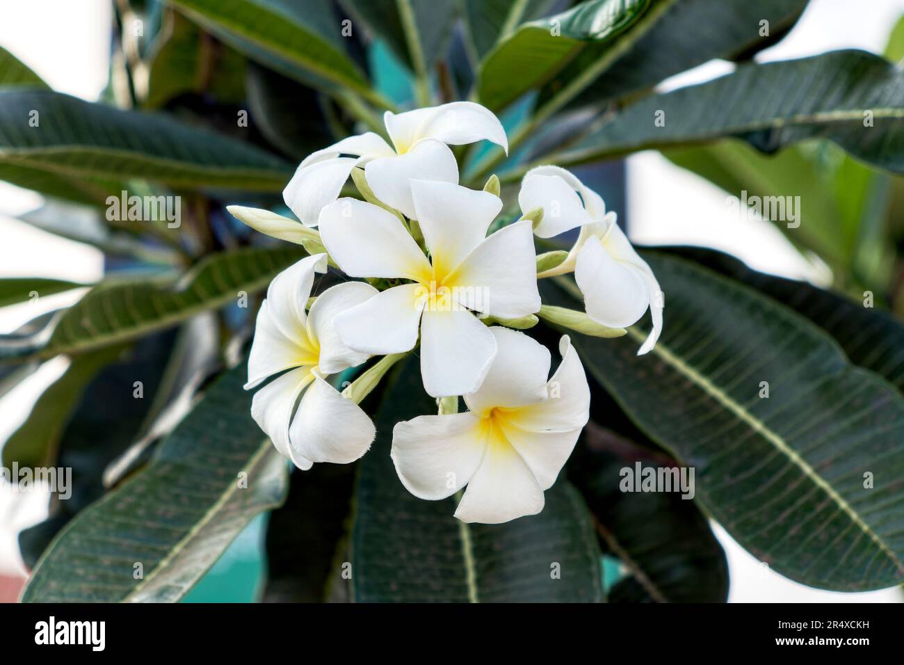 Sandalwood leaves hi-res stock photography and images - Alamy