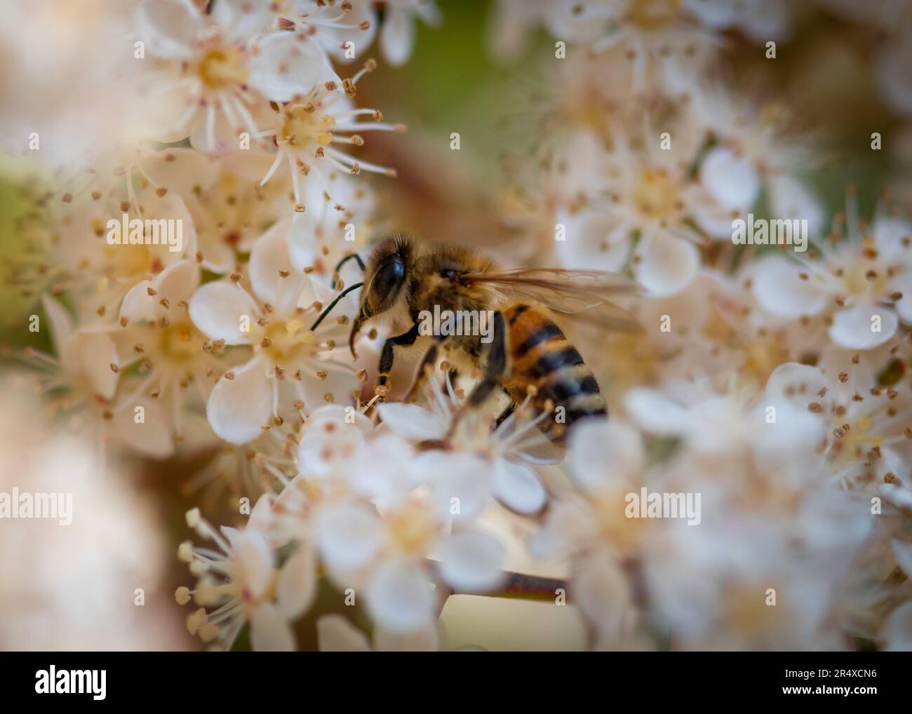 Bee food hi-res stock photography and images - Alamy