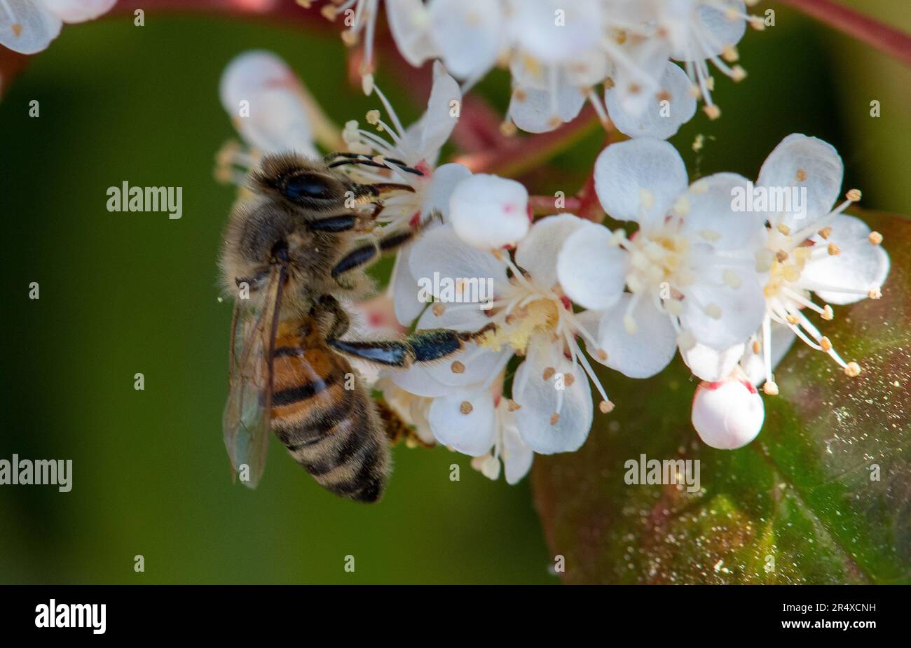 Bee food hi-res stock photography and images - Alamy