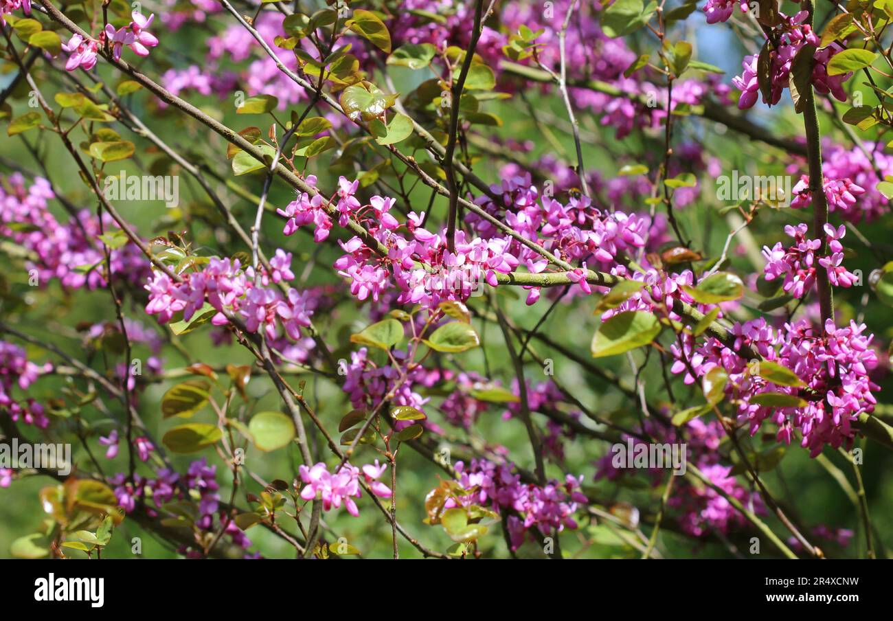 Avondale hi-res stock photography and images - Alamy