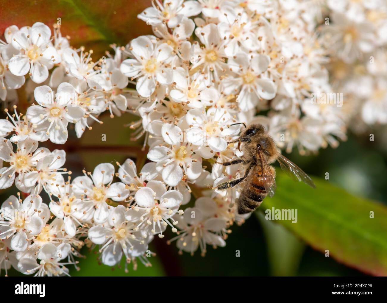 Bee food hi-res stock photography and images - Alamy