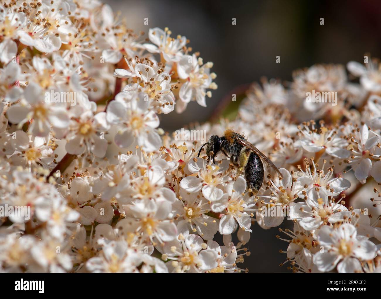 Bee food hi-res stock photography and images - Alamy