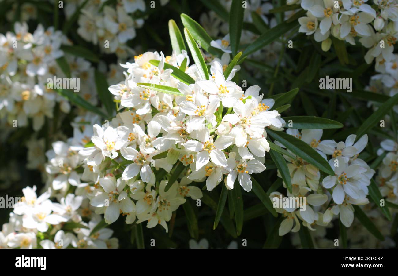 The white flowers of Choisya Dewitteana Stock Photo - Alamy