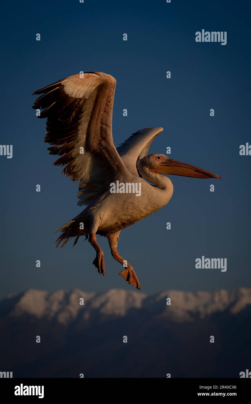 Pelican flying on clear water hi-res stock photography and images - Alamy