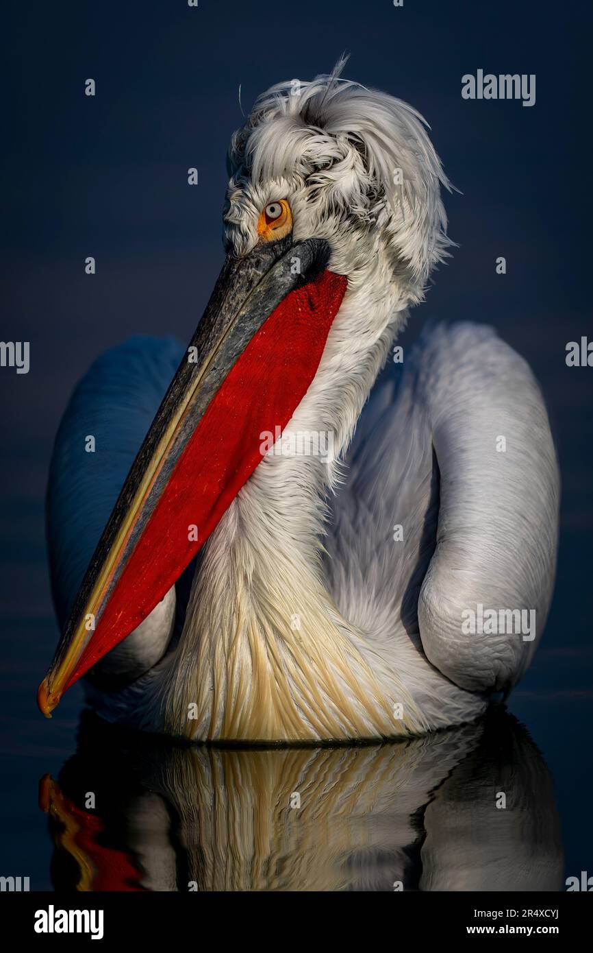 Head cocking hi-res stock photography and images - Alamy