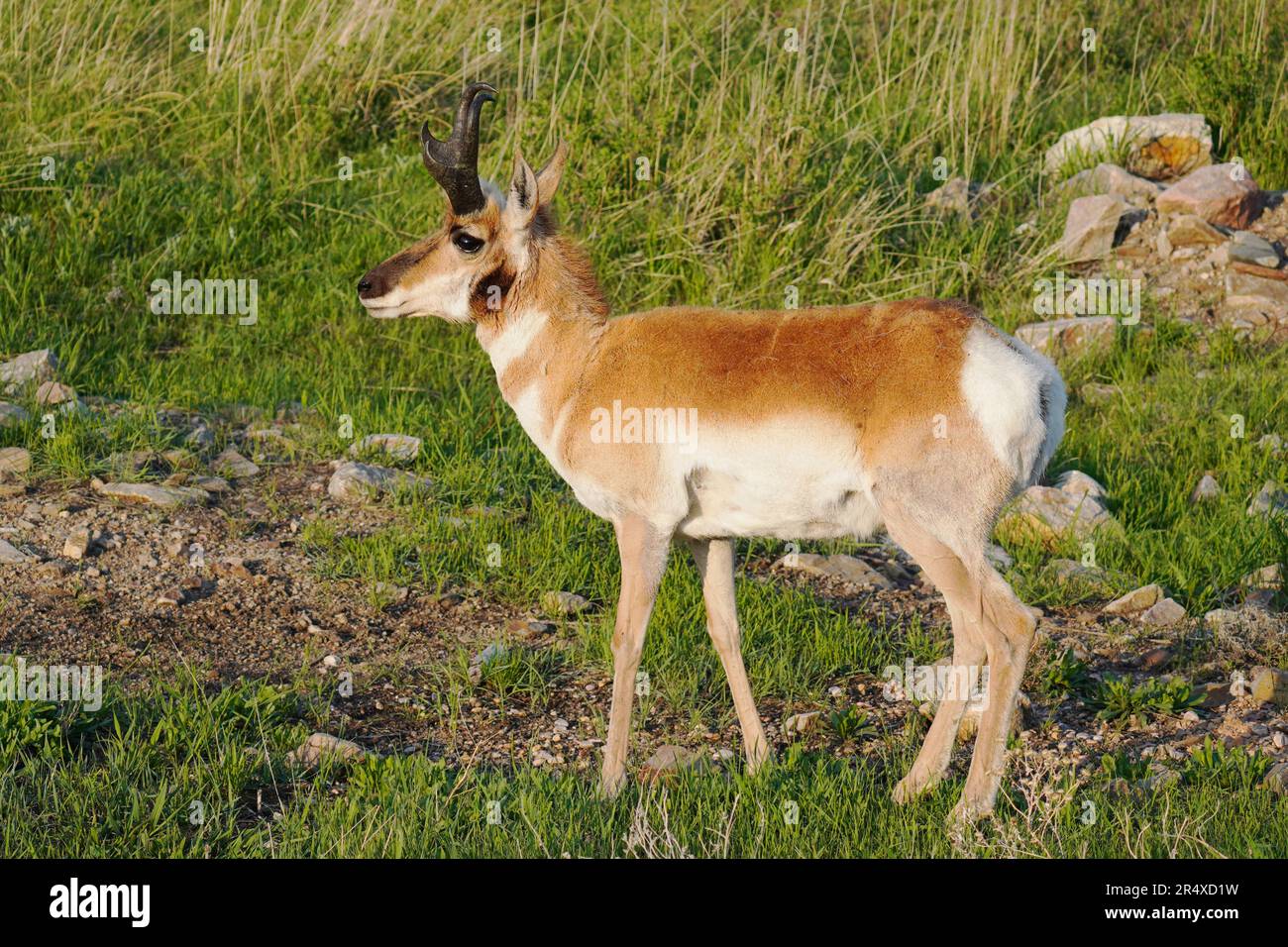 Pronghorn Antelope in Custer State Park in South Dakota Stock Photo - Alamy
