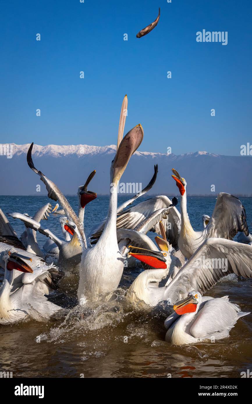 Dalmatian pelicans (Pelecanus crispus) reaching to catch fish in mid ...