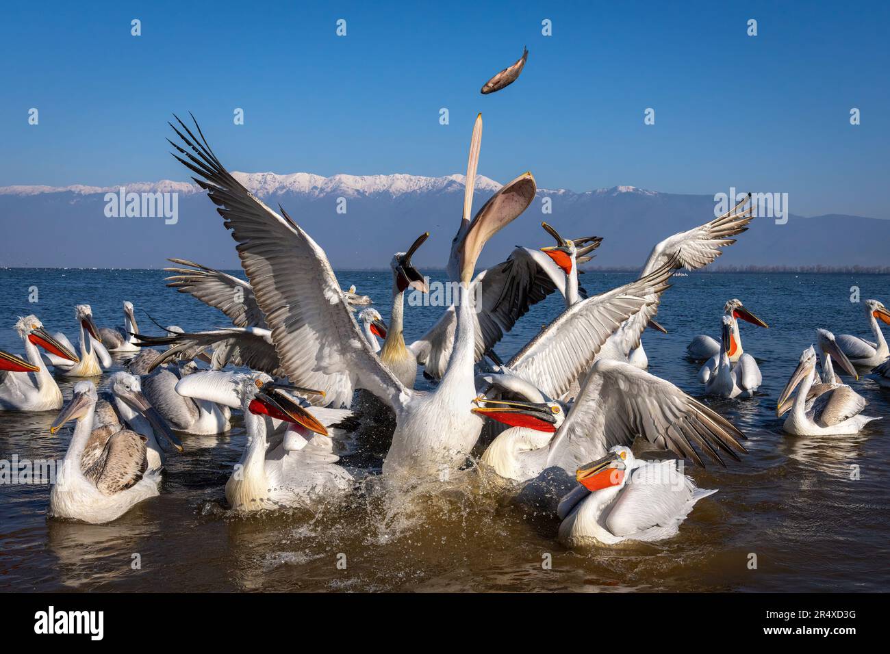 Dalmatian pelicans (Pelecanus crispus) stretching to catch fish in mid ...