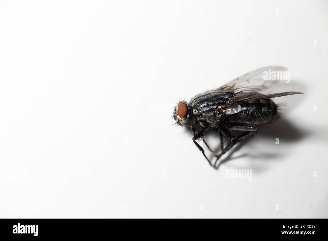 Fly (Musca domestica) on white background; Studio Stock Photo - Alamy