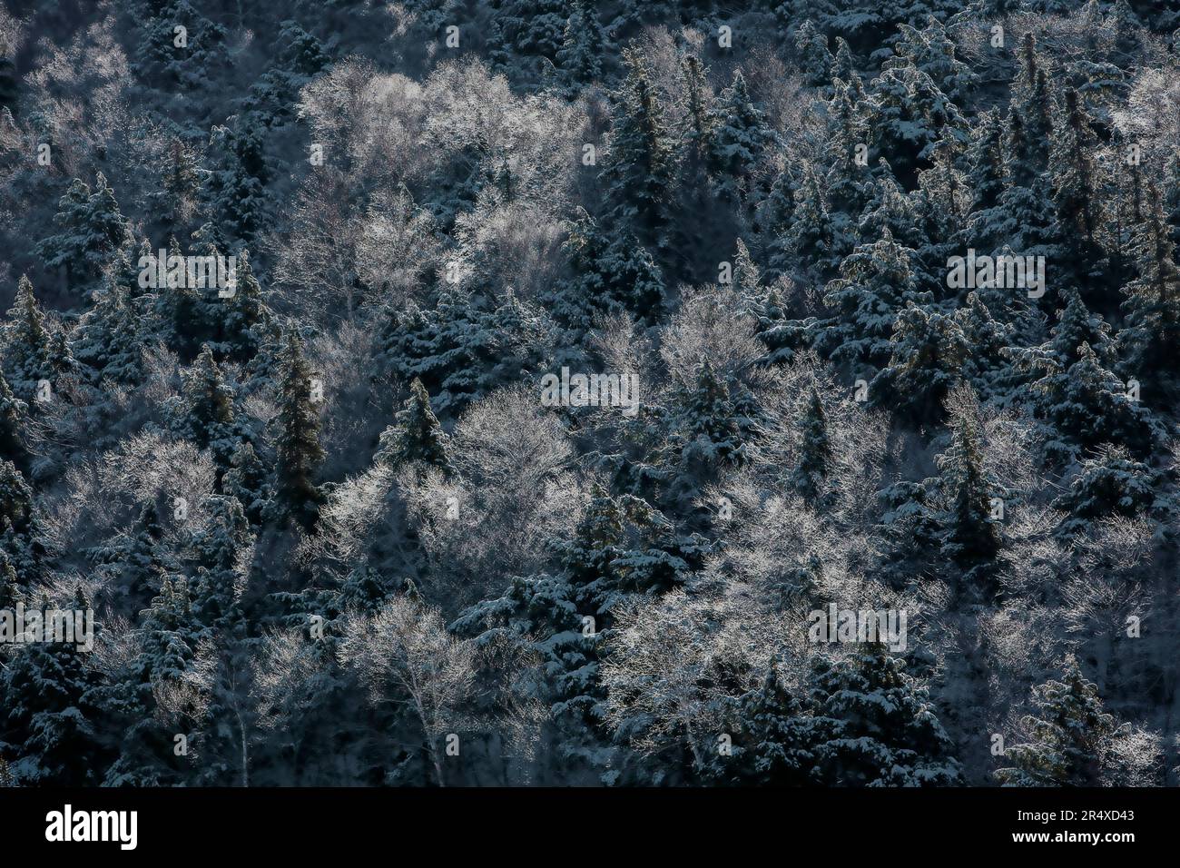 Blue nova color hi-res stock photography and images - Alamy