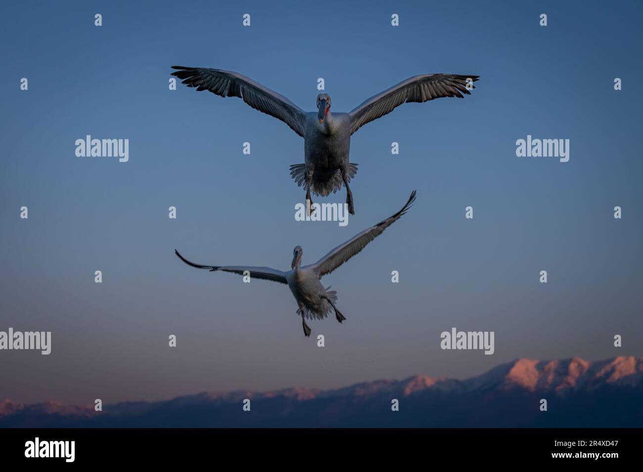 Two Dalmatian pelicans (Pelecanus crispus) fly above mountains ...