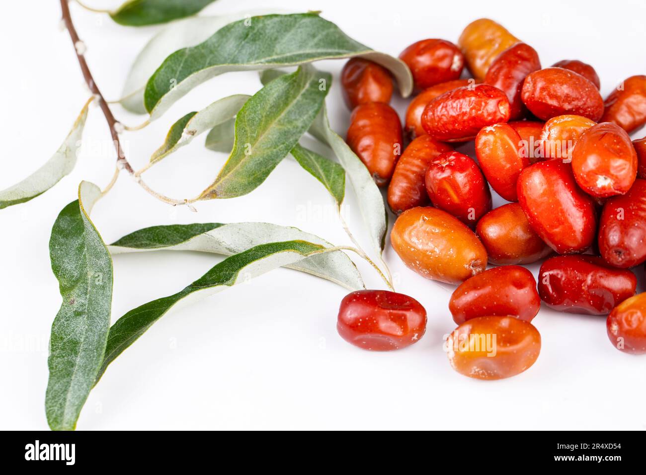 Silverberry tree hi-res stock photography and images - Alamy