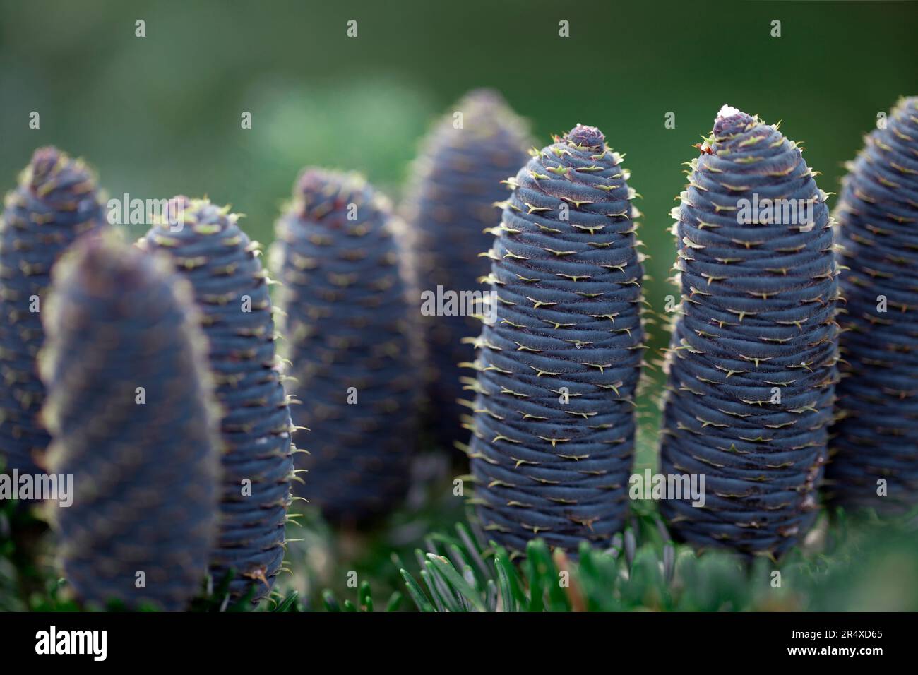 Korean blue fir hi-res stock photography and images - Alamy