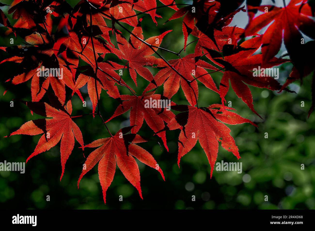 Red Japanese Maple (Acer palmatum) leaves at a botanical garden ...