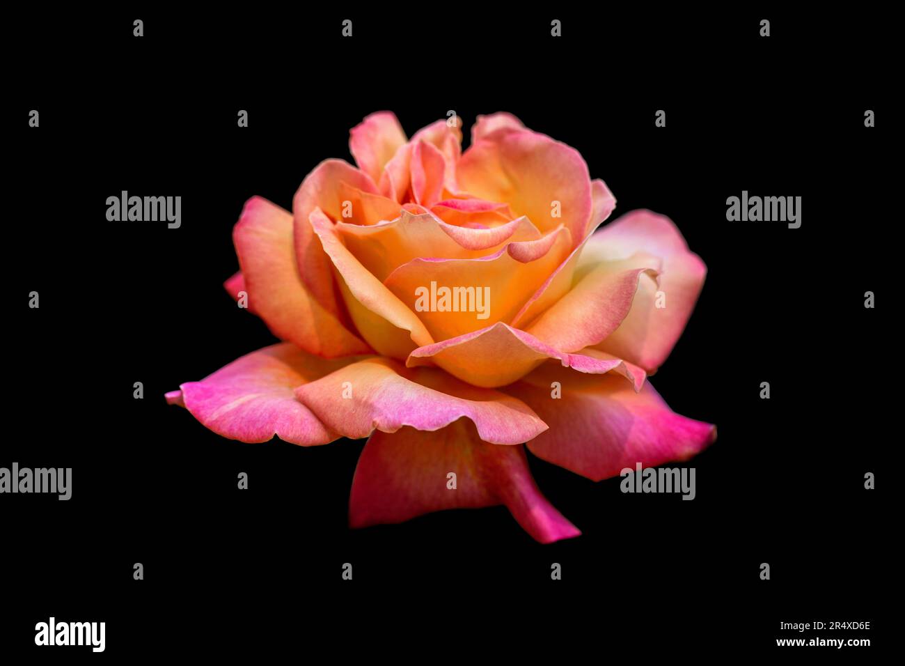 Peace rose hi-res stock photography and images - Alamy