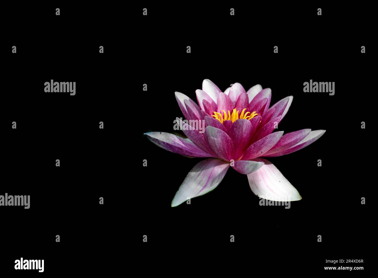 Sacred Lotus Flower (Nelumbo nucifera) aquatic plant on a black ...