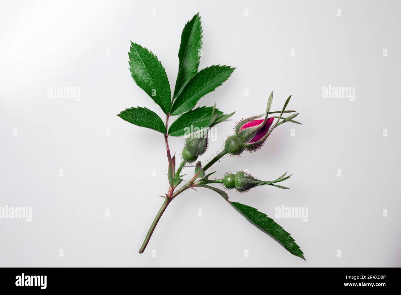 Rose plants hi-res stock photography and images - Alamy