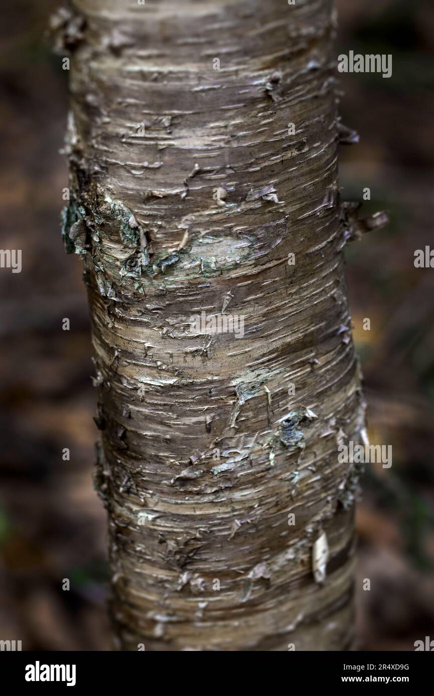 Close-up detail of Birch tree bark (Betula pendula); Digby, Nova Scotia ...