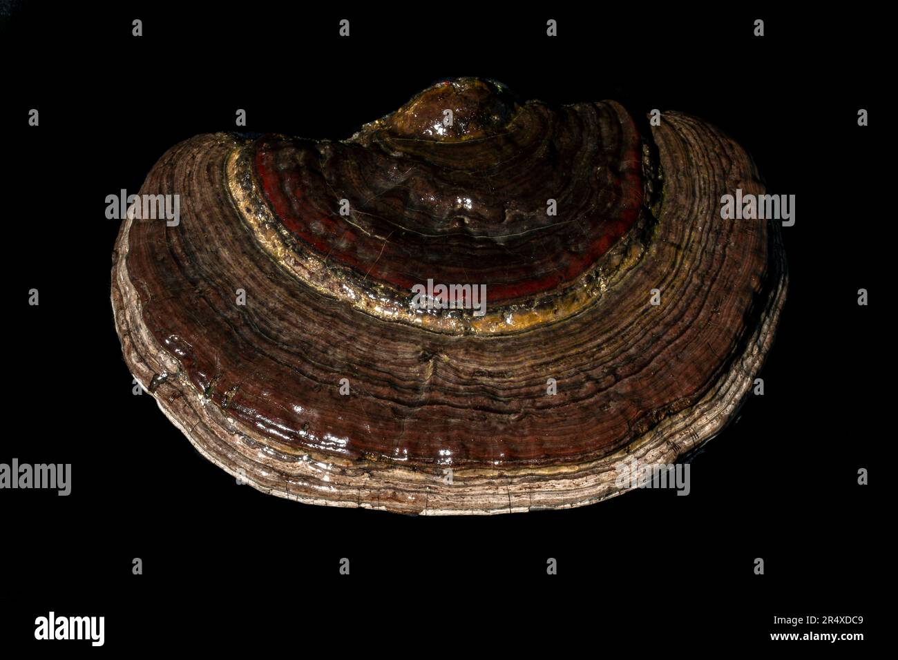 Medicinal Red Belted Polypore (Fomitopsis pinicola) polypore fungi ...