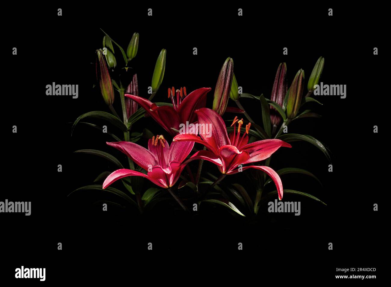 Red Asiatic Lilies (Lilium sp.) on a black background; Studio Stock ...