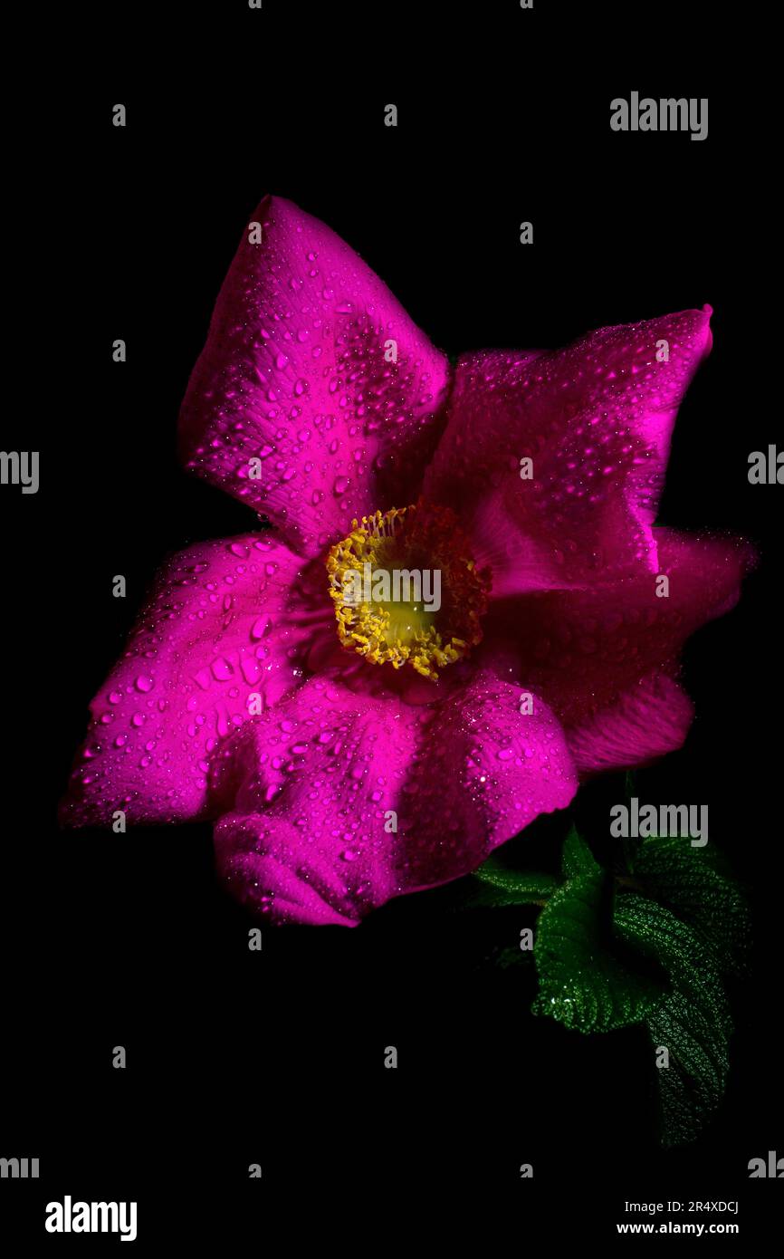 Wild Brier Rose (Rosa rubiginosa) with water droplets; Brier Island ...
