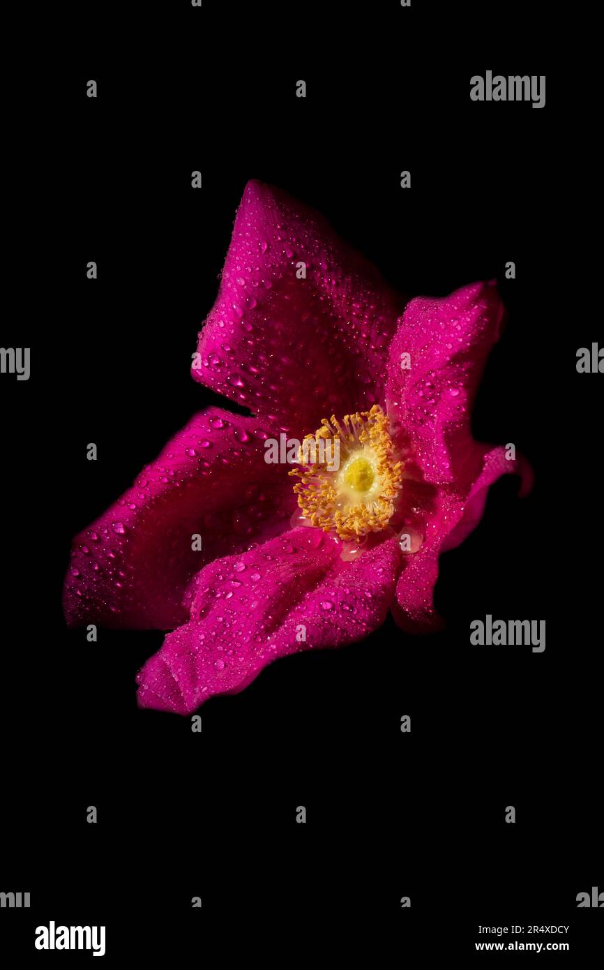Wild Brier Rose (Rosa rubiginosa) with water droplets; Brier Island ...