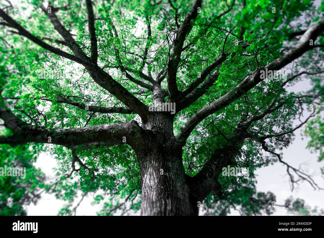 Large Oak Tree (Quercus robur) with lush foliage; Bear River, Nova ...