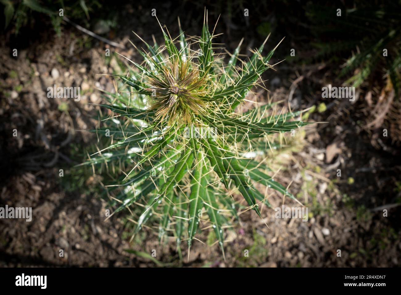 Life style. View of a cactus with its thorns Stock Photo - Alamy
