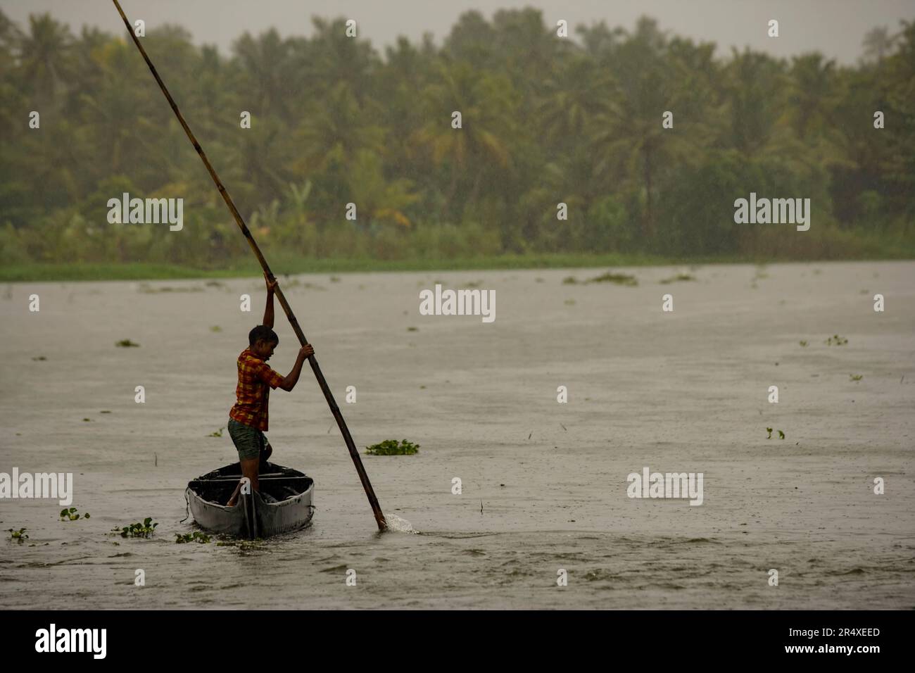 Young man poles a canoe down a river in the rain; Kerala State, India ...